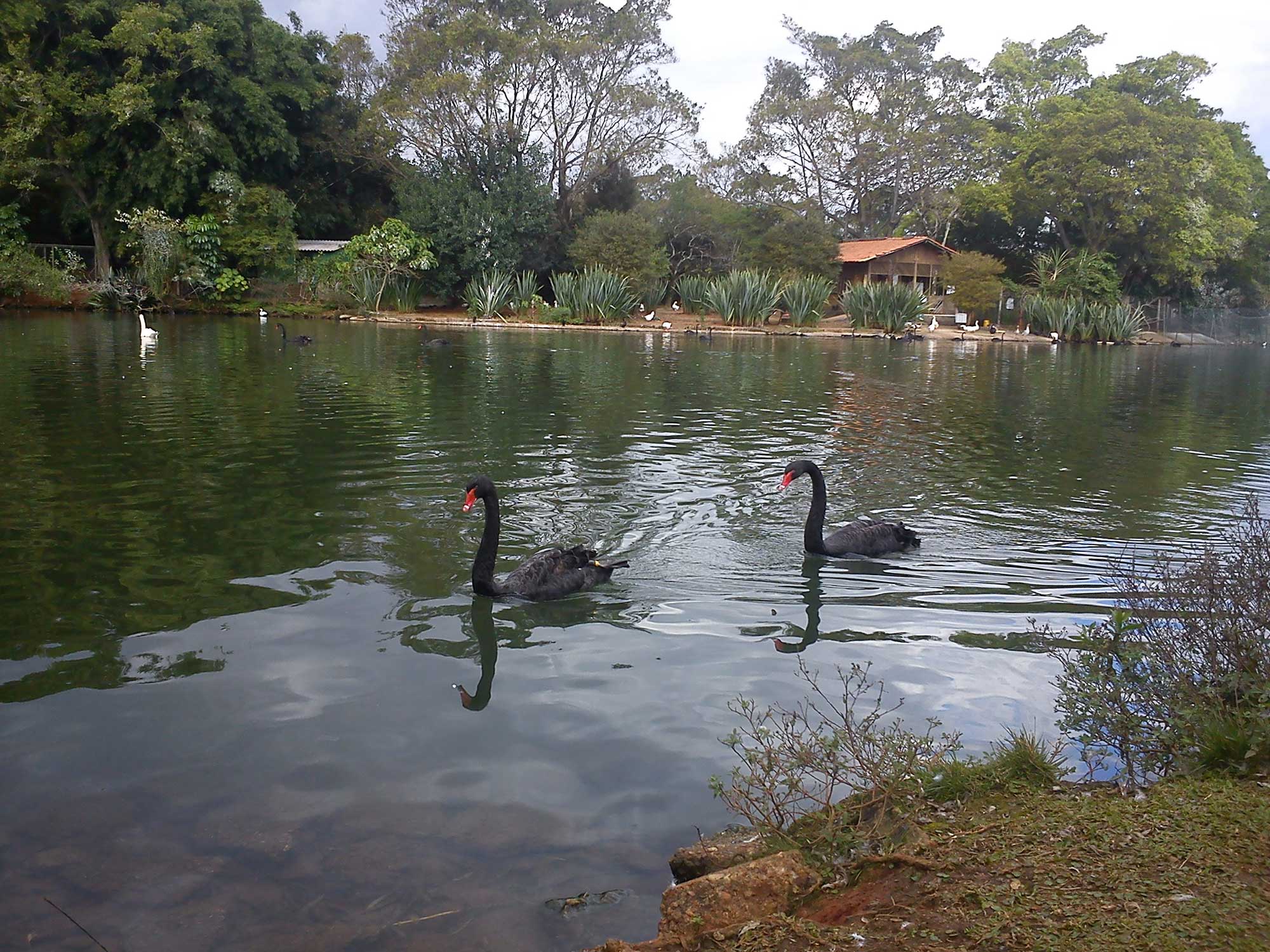 Parque do Ibirapuera um dos parques em SP | Viagens de Cá pra Lá
